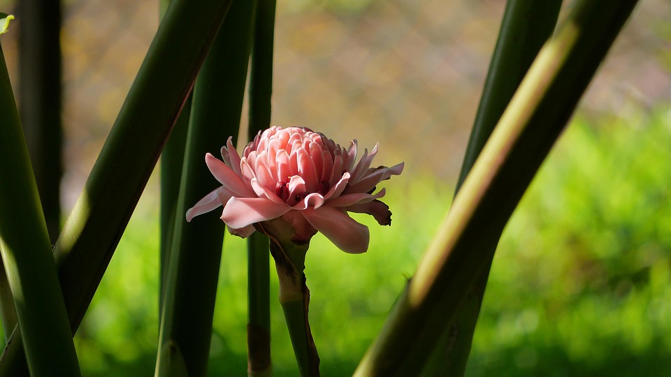Flower Pink Asian - Free photo on Pixabay - Pixabay