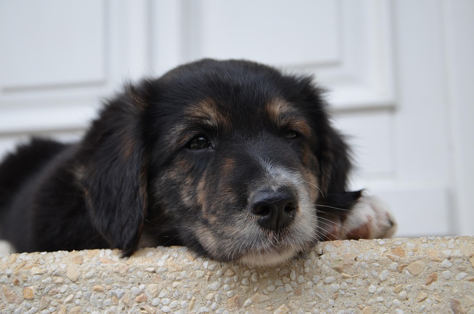 Kostenloses Foto: Hund, Welpe, Niedlich, Junger Hund - Kostenloses Bild ...