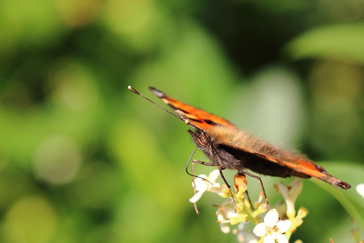 Vanessa Cardui Butterfly Nectar - Free photo on Pixabay - Pixabay