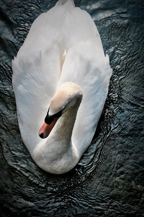 Animal Cisne Lago - Foto gratis en Pixabay - Pixabay