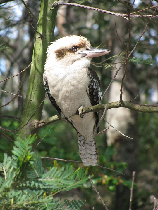 Kookaburra Nature Australia - Free photo on Pixabay