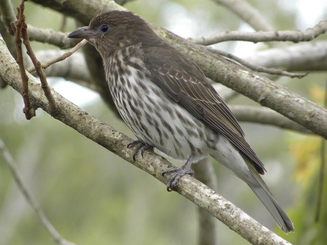 Australasian Figbird Female - Free photo on Pixabay