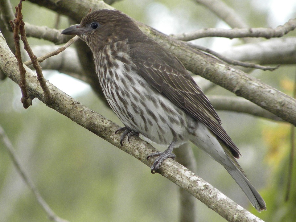 Australasian Figbird Female - Free photo on Pixabay
