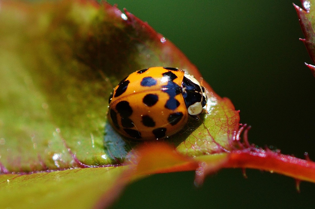 Ladybug Close Up Insect Free Photo On Pixabay Pixabay