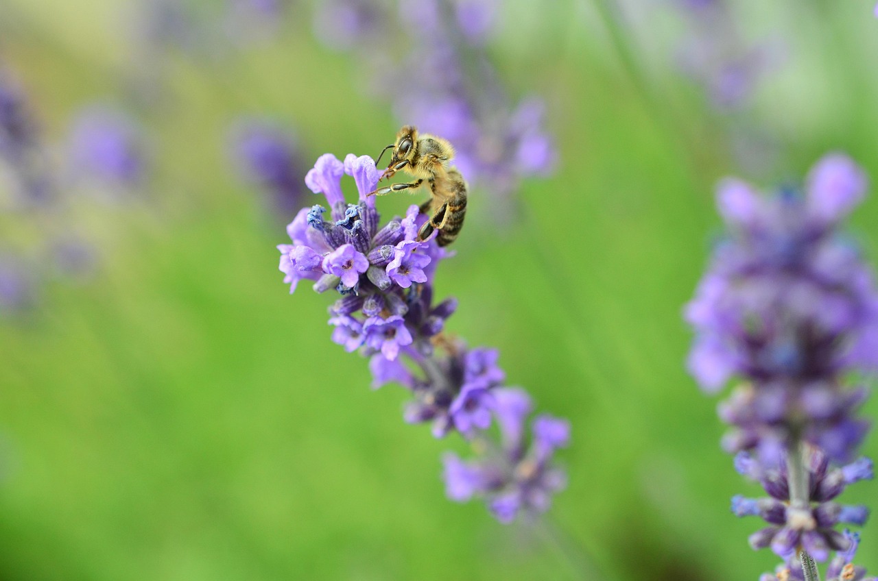Lavender Bee Violet - Free photo on Pixabay - Pixabay