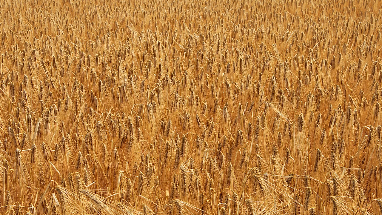 50,000+ Free Full Screen & Green Screen Images - Pixabay