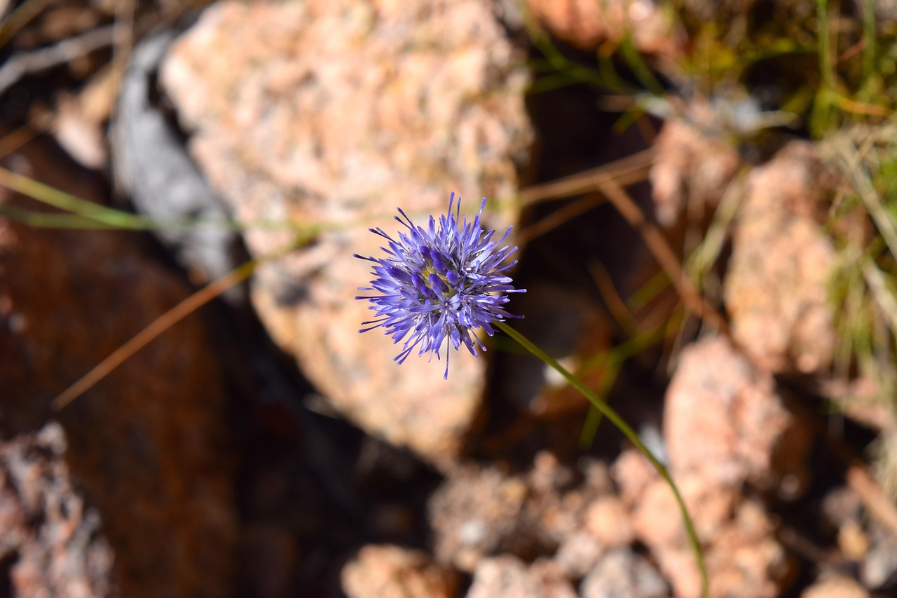 Blossom Bloom Flower Close - Free photo on Pixabay - Pixabay