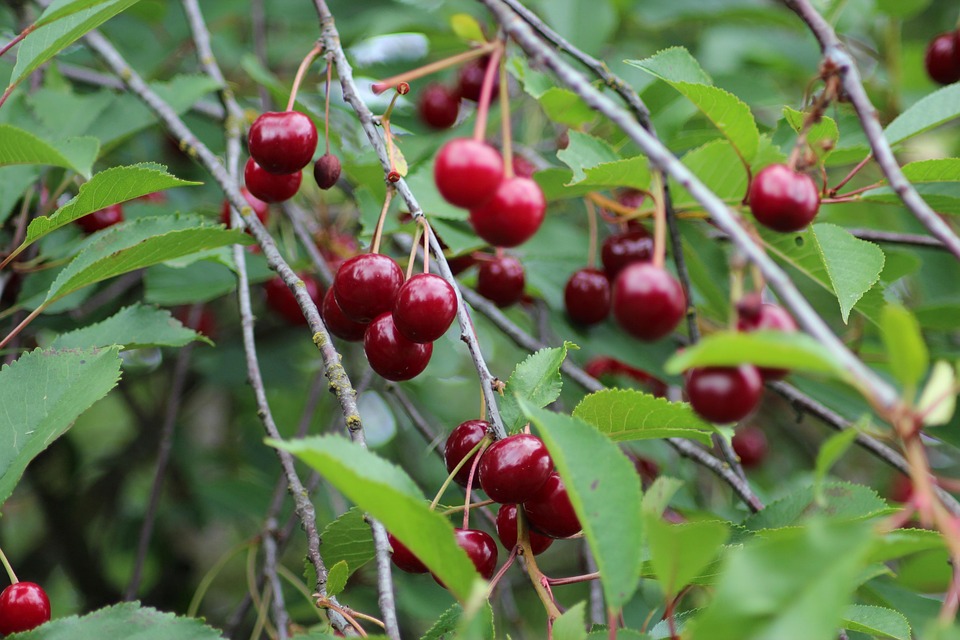 Árvore De Cereja Fruta - Foto gratuita no Pixabay - Pixabay
