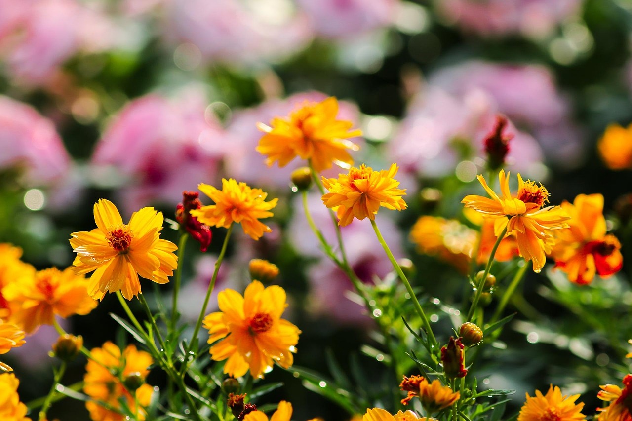 Souci Fleur Les Plantes Suan - Photo gratuite sur Pixabay - Pixabay