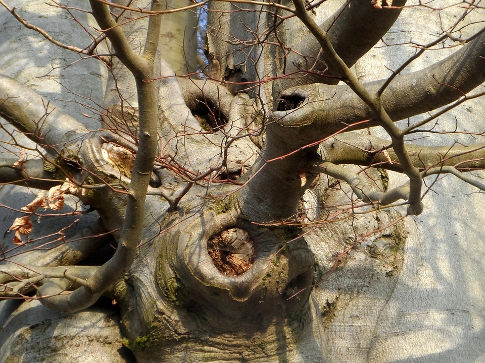 Baum Strauch Natur - Kostenloses Foto auf Pixabay - Pixabay