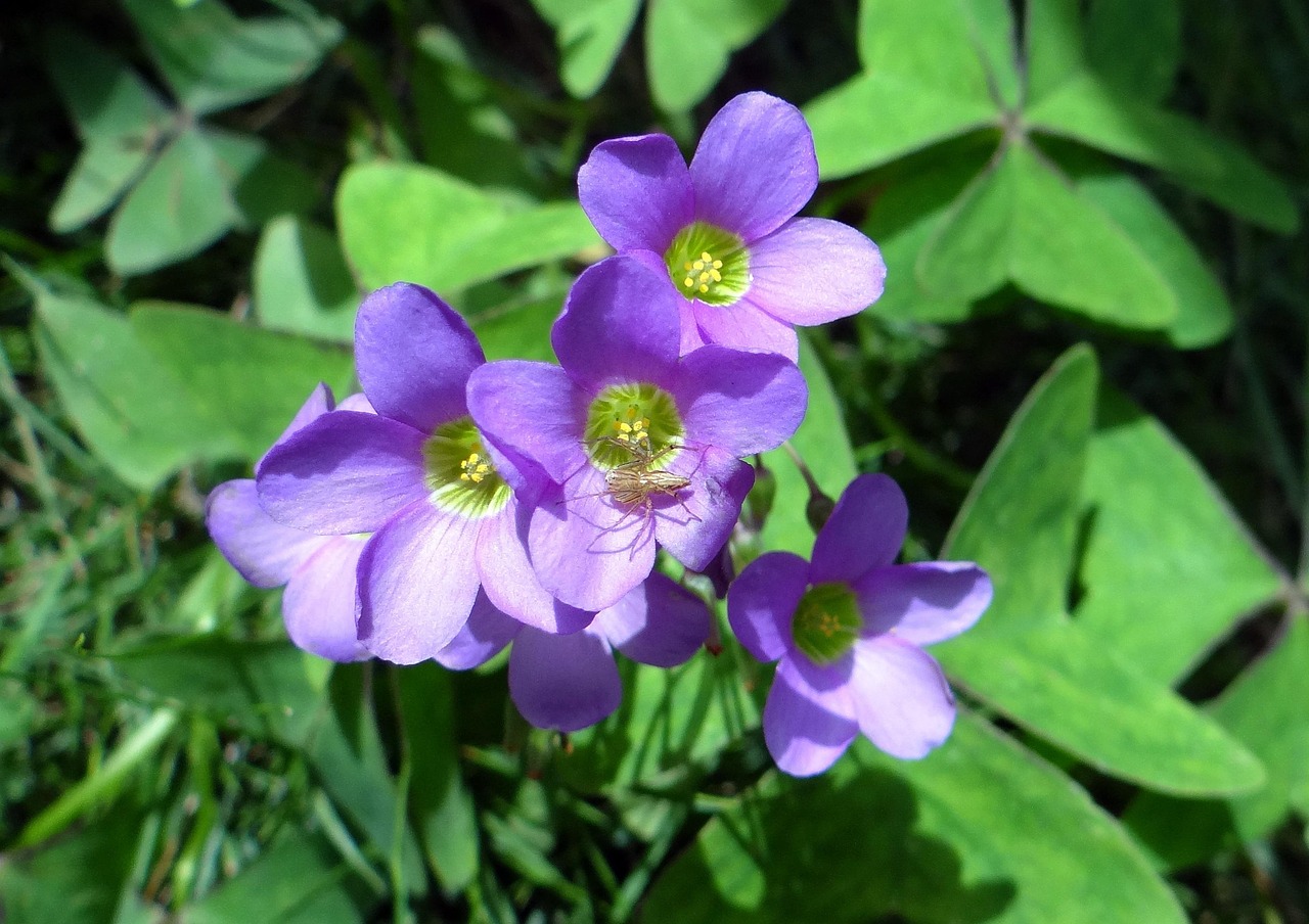 Creeping Wood Sorrel Flower - Free photo on Pixabay