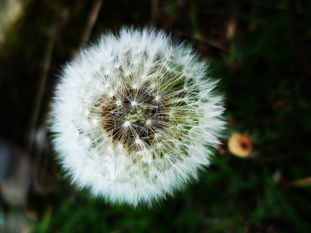 Dandelion Faded - Free photo on Pixabay - Pixabay