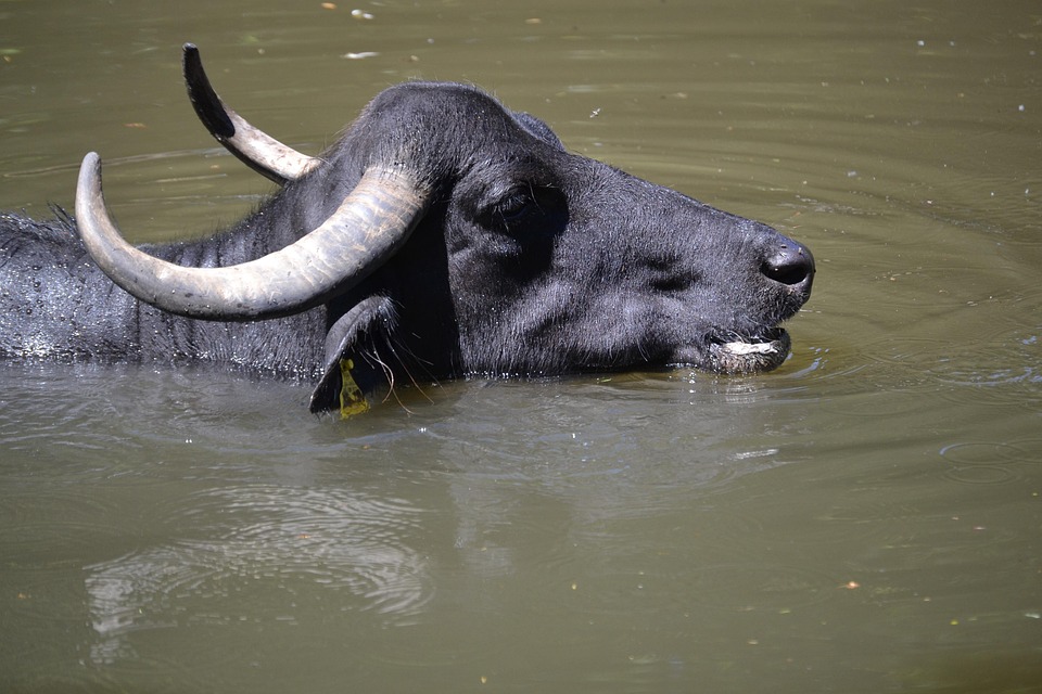 Water Buffalo Wild Animal - Free photo on Pixabay - Pixabay