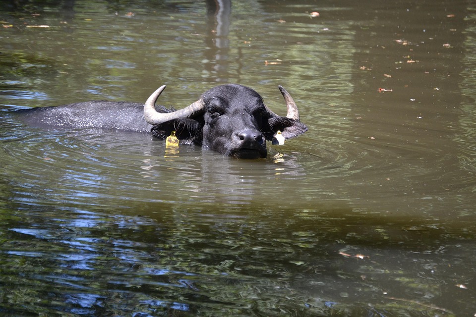 Water Buffalo Wild Animal - Free photo on Pixabay - Pixabay