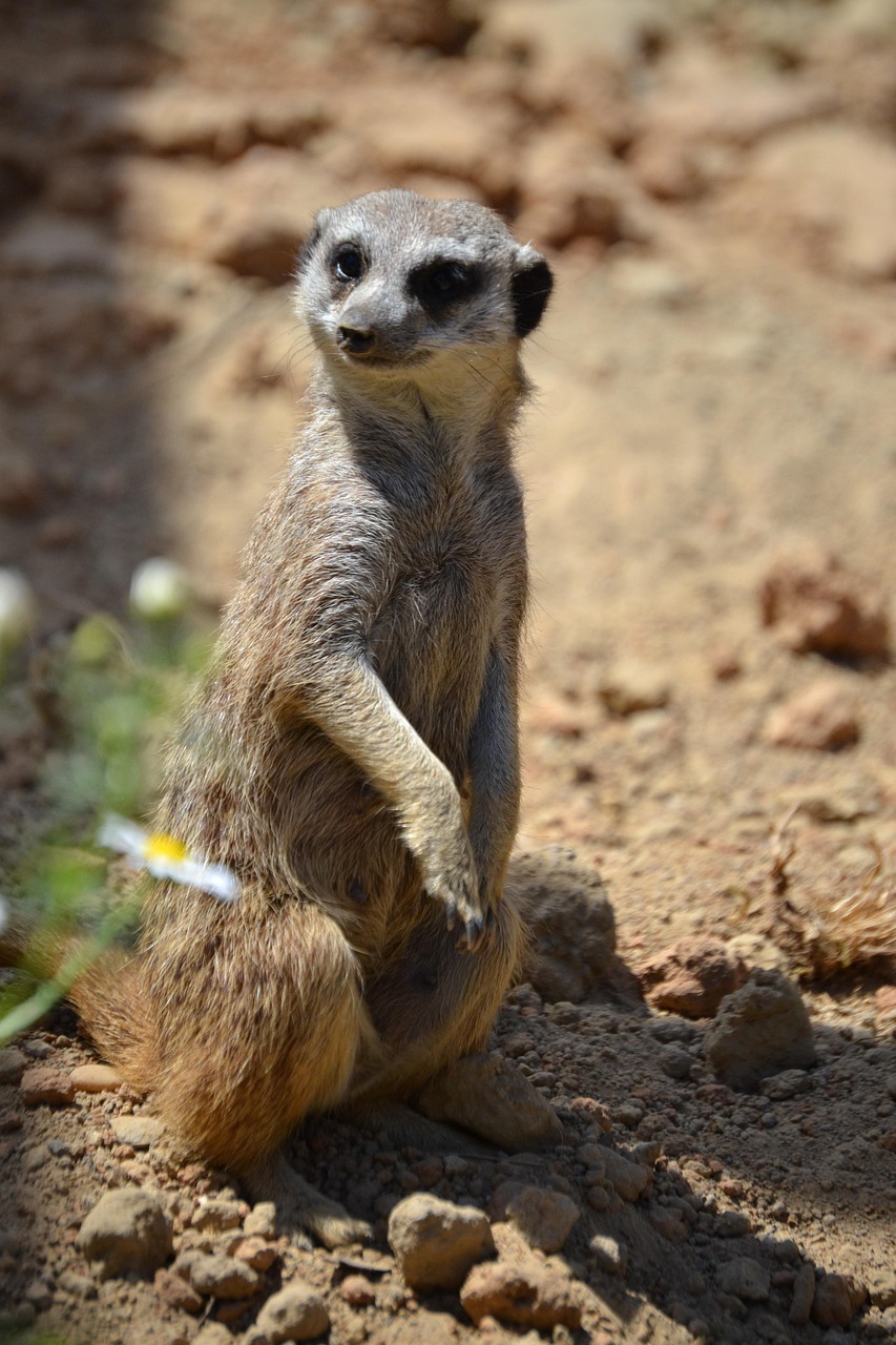 Meerkat Cute Wild - Free photo on Pixabay - Pixabay