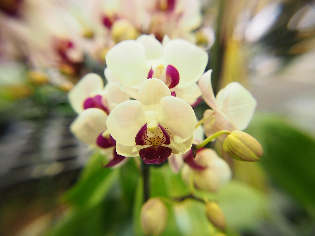 Anggrek Phalaenopsis Bunga Putih - Foto gratis di Pixabay - Pixabay