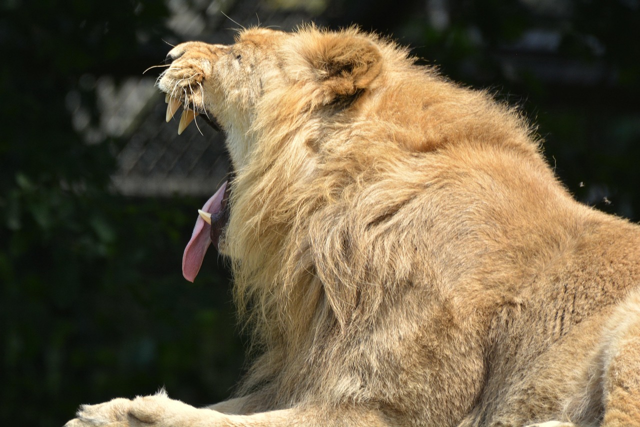 Lion Animal Mammal - Free photo on Pixabay - Pixabay