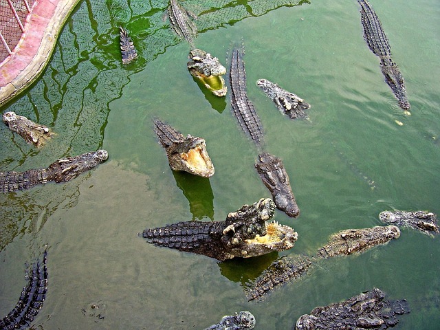 Krokodil Samut Prakan - Ingyenes fotó a Pixabay-en