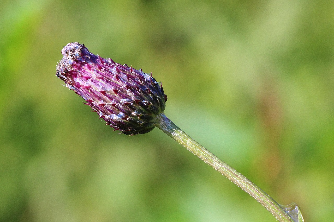 Fleur Du Chardon Bourgeon - Photo gratuite sur Pixabay - Pixabay