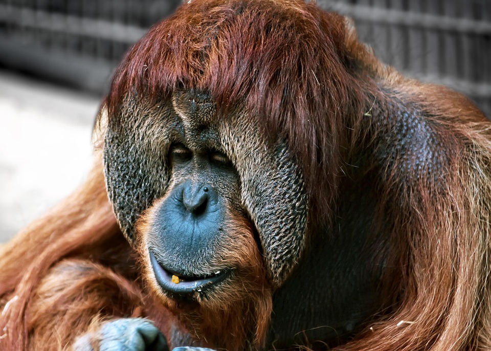 Affe Orang Utan Tier - Kostenloses Foto auf Pixabay - Pixabay