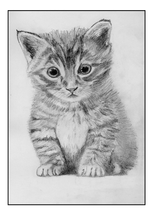Cat Feline Drawing Free Image On Pixabay Cat Feline Drawing Free Image On Pixabay