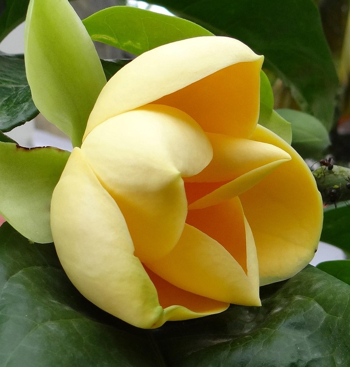 Huevo De Magnolia - Foto gratis en Pixabay - Pixabay