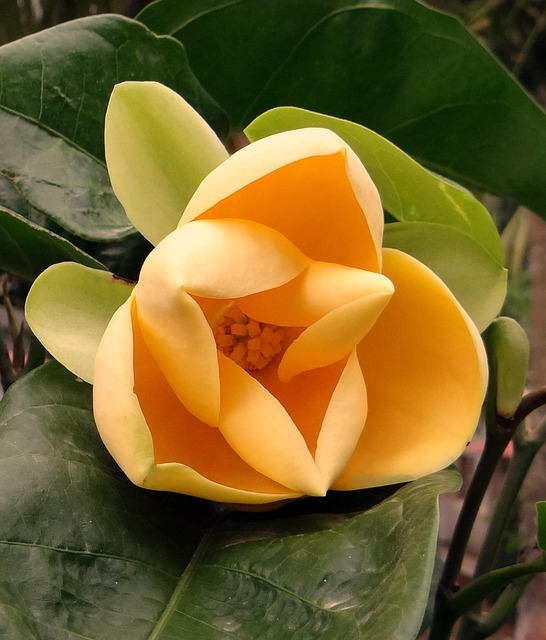 Egg Magnolia Liliifera - Free photo on Pixabay - Pixabay