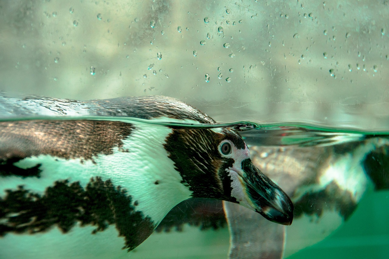 Pingüino Linda Animal - Foto gratis en Pixabay - Pixabay
