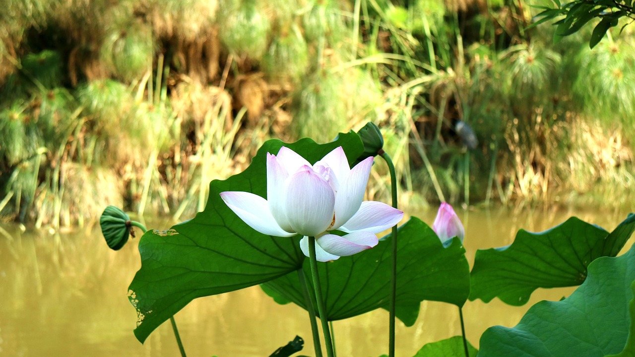 Lotus Garden Plant River - Free photo on Pixabay
