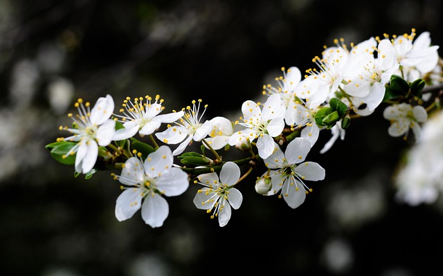 Flor Florecer Floreciente - Foto gratis en Pixabay - Pixabay