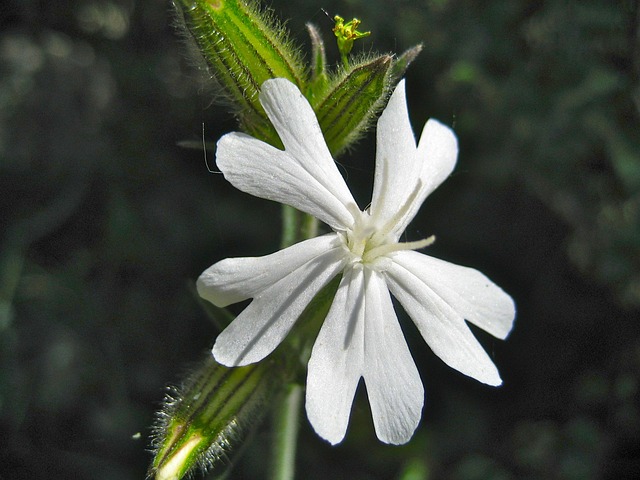 Fleur Pointue Plante - Photo gratuite sur Pixabay - Pixabay