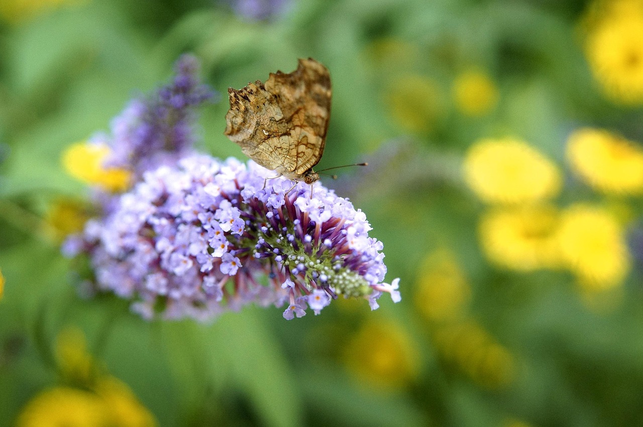 Fleur Papillon Nature - Photo gratuite sur Pixabay - Pixabay