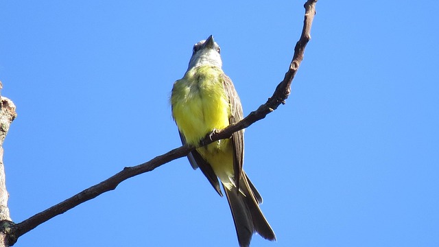 Birds Birdie - Free photo on Pixabay - Pixabay