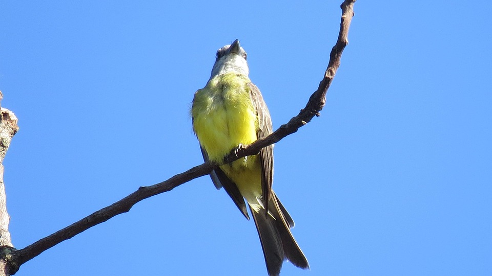 Birds Birdie - Free photo on Pixabay - Pixabay