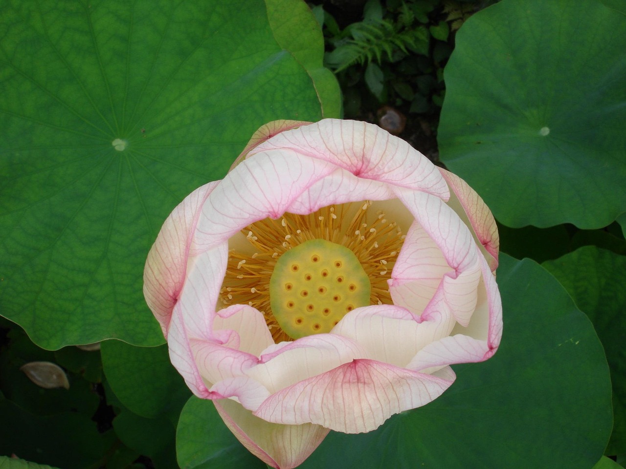 Flower Lotus - Free photo on Pixabay - Pixabay