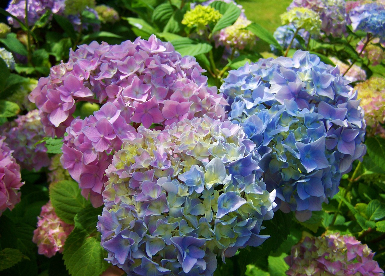 Hortênsia Azul Claro Rosa Flor De - Foto gratuita no Pixabay - Pixabay