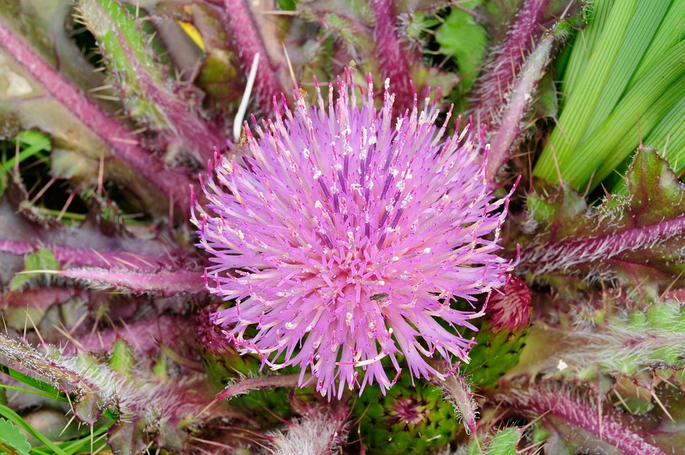 Plante Chardon Fleur Sauvage La - Photo gratuite sur Pixabay - Pixabay
