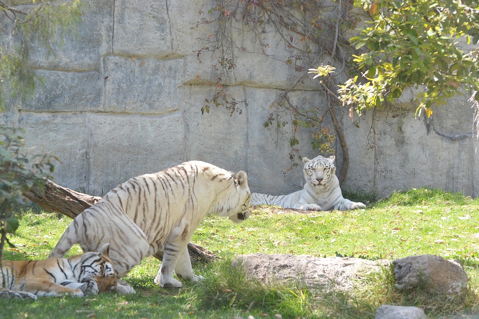 Tigers White Tiger Zoo - Free photo on Pixabay