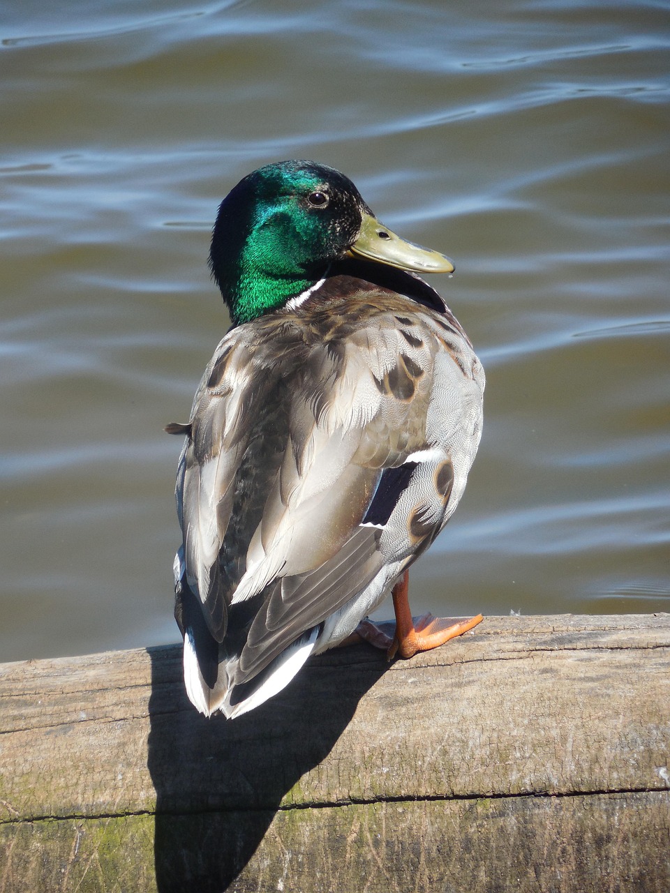 Mallard Duck Drake - Free photo on Pixabay