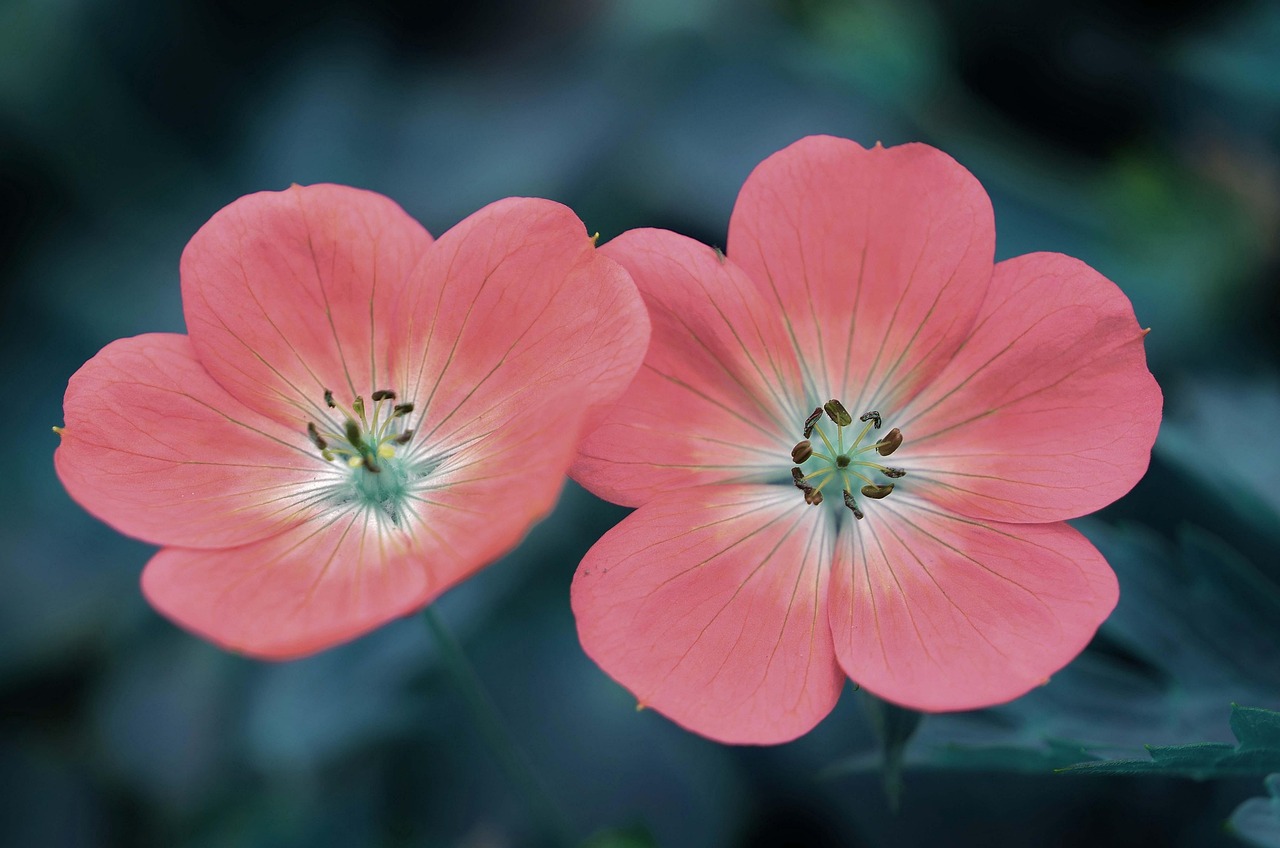 Pink Flower Nature - Free photo on Pixabay
