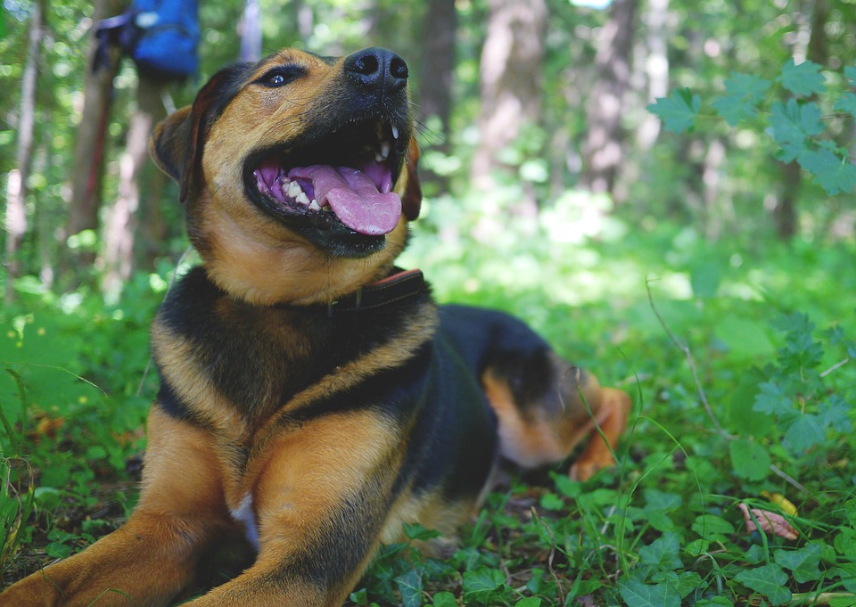 Dog Hybrid Mixed Breed Free Photo On Pixabay Dog Hybrid Mixed Breed Free Photo On Pixabay