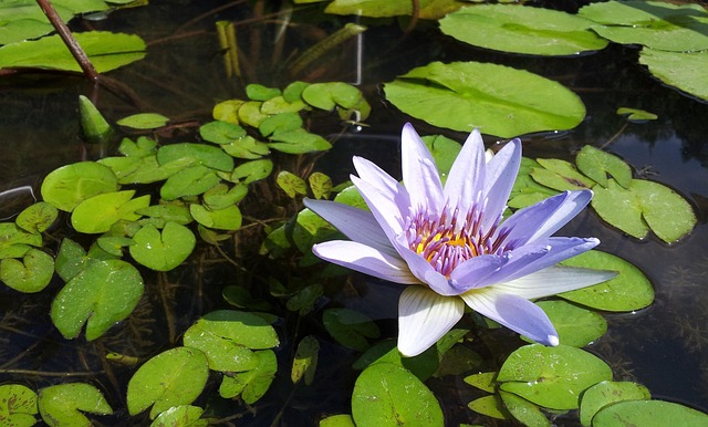 Loto Planta Material - Foto gratis en Pixabay - Pixabay