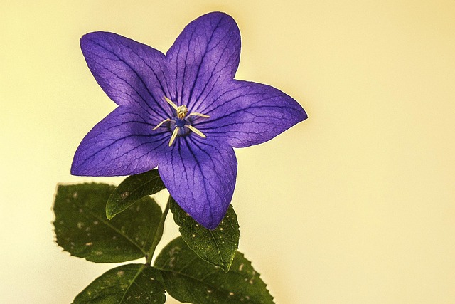 Chinese Bellflower Blue Flower - Free photo on Pixabay
