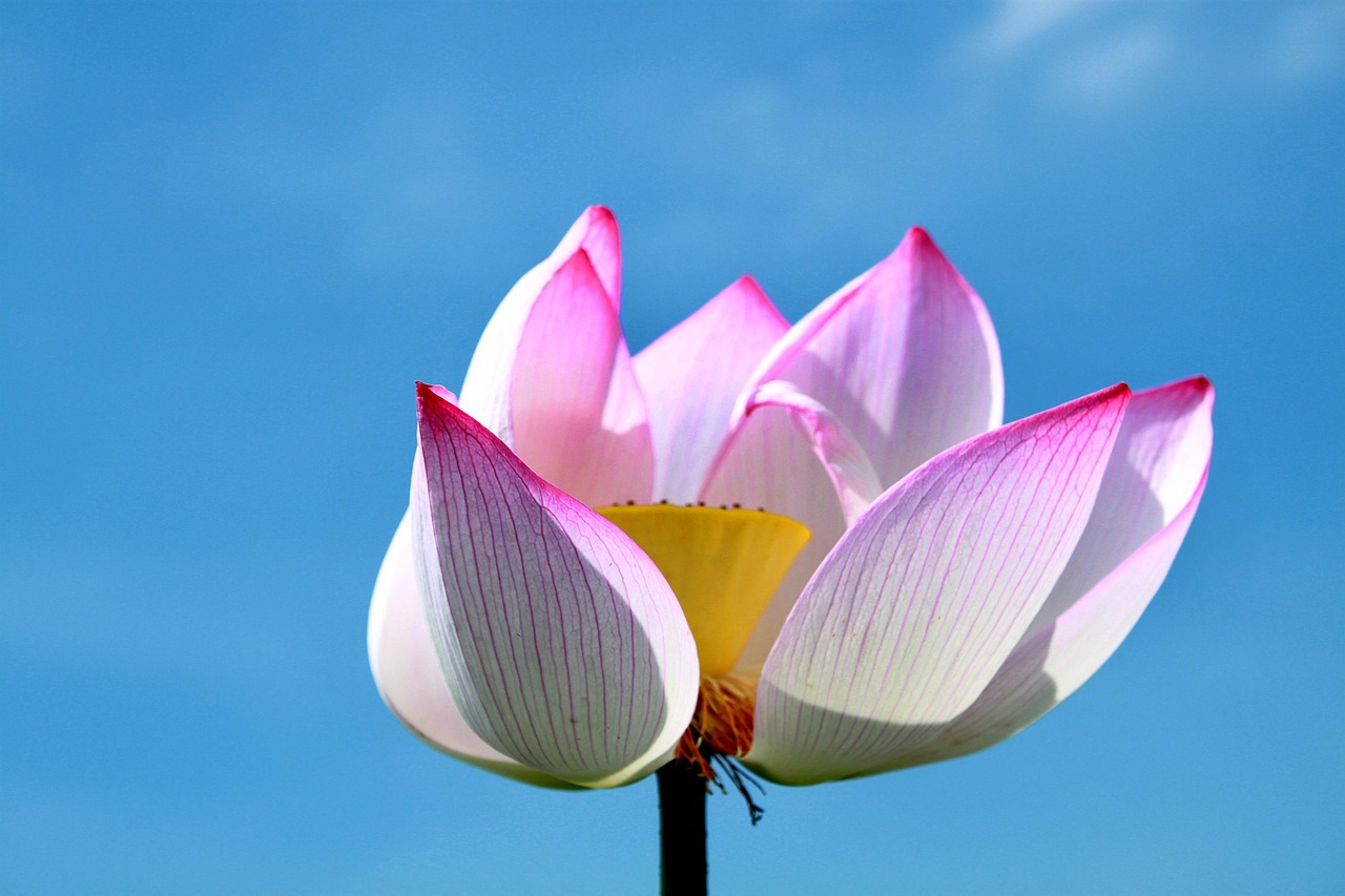Blue Lotus Flower