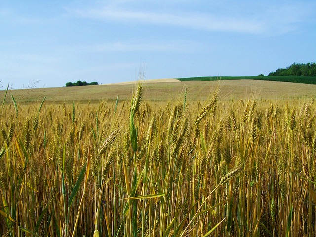 Trigo Verde Amarillento Grano - Foto gratis en Pixabay - Pixabay
