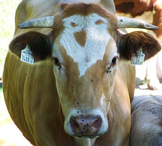 10+ Free Cow Pattern & Cow Images - Pixabay