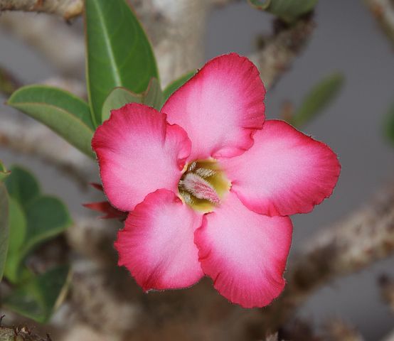 200+ Free Adenium Flower & Adenium Photos - Pixabay