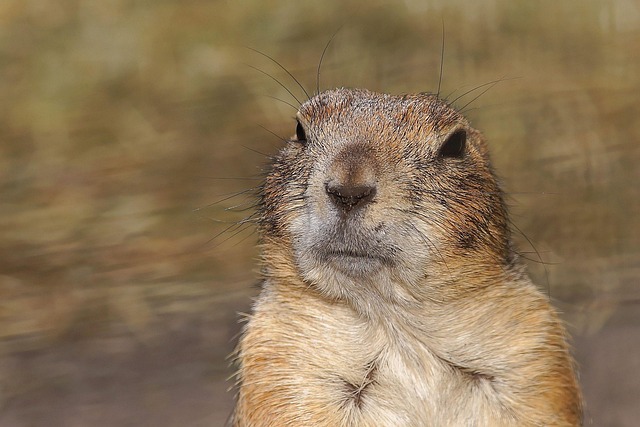 Prairie Dog Ground Squirrel - Free photo on Pixabay