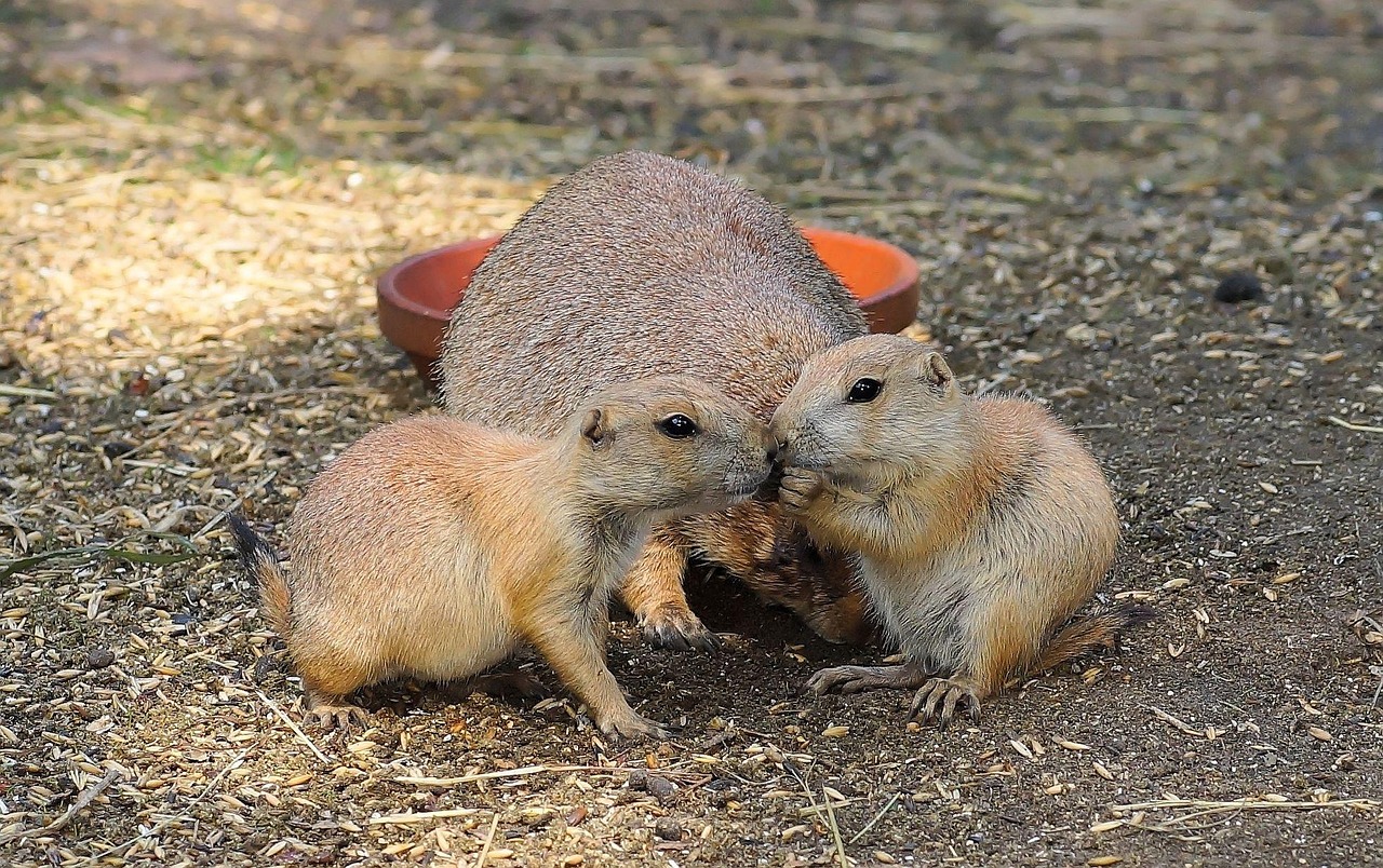 Prairie Dog Ground Squirrel - Free photo on Pixabay
