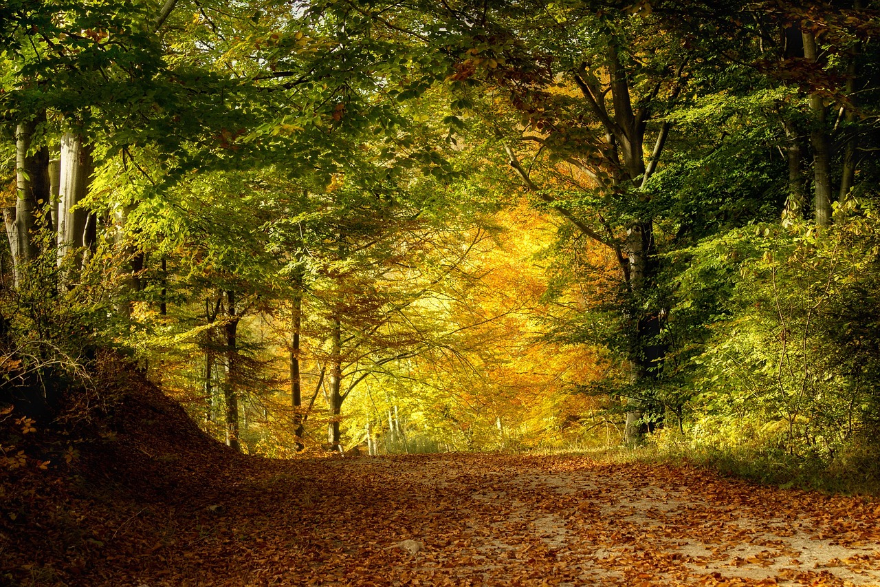 Nature Landscape Color - Free photo on Pixabay